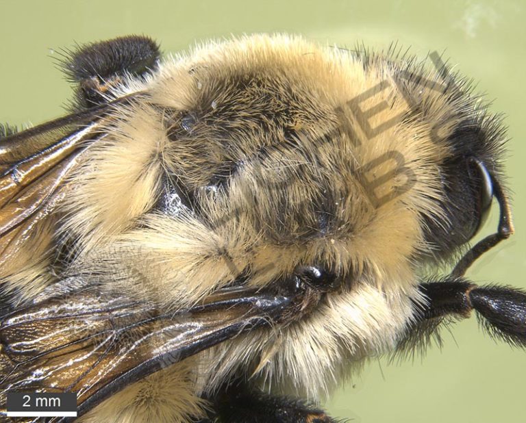 Bumble Bee and Wasp Wings - Lichen Labs