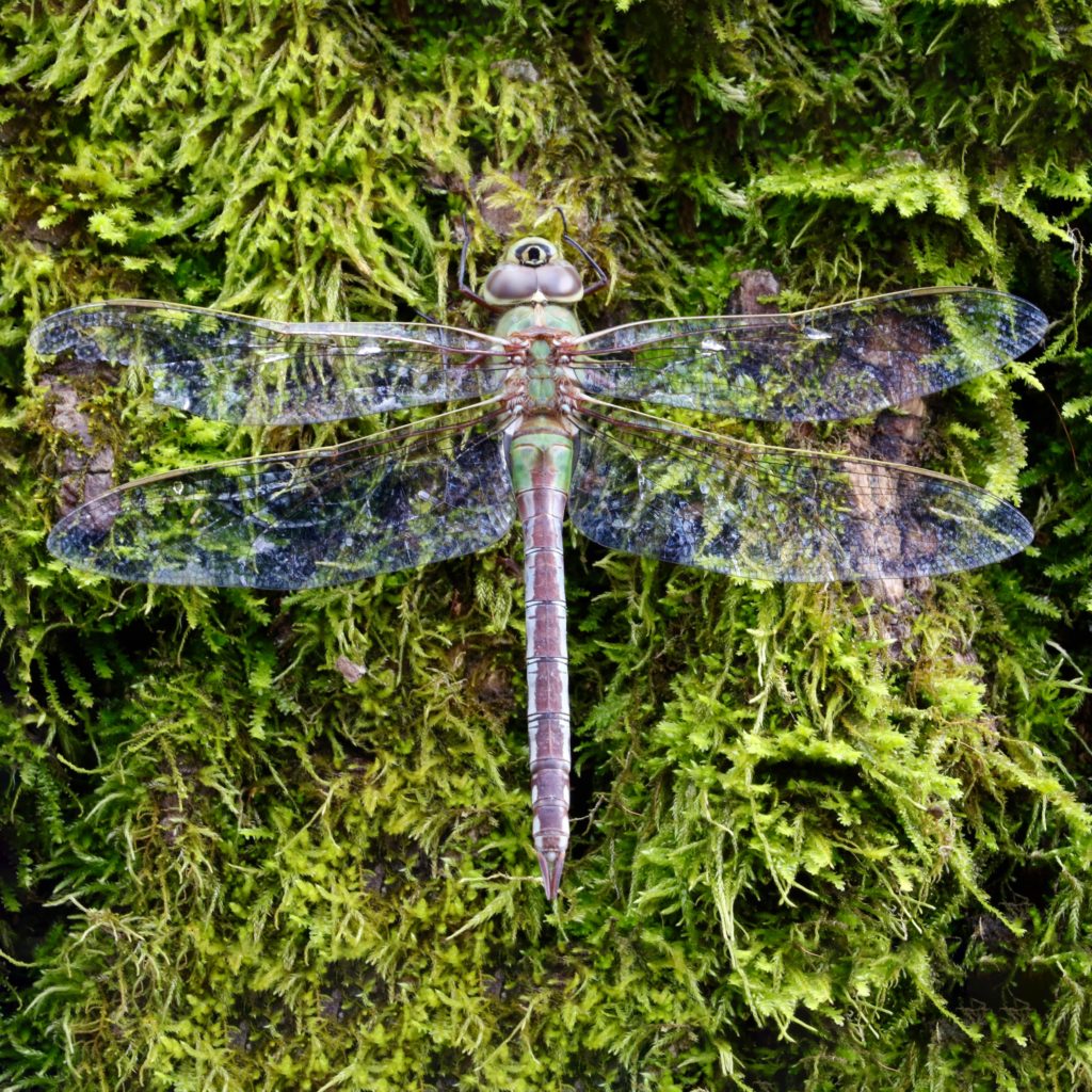 Green Darner Dragonfly - Lichen Labs