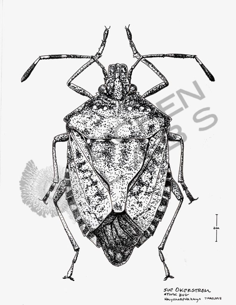 Eggs on Raspberry - Lichen Labs