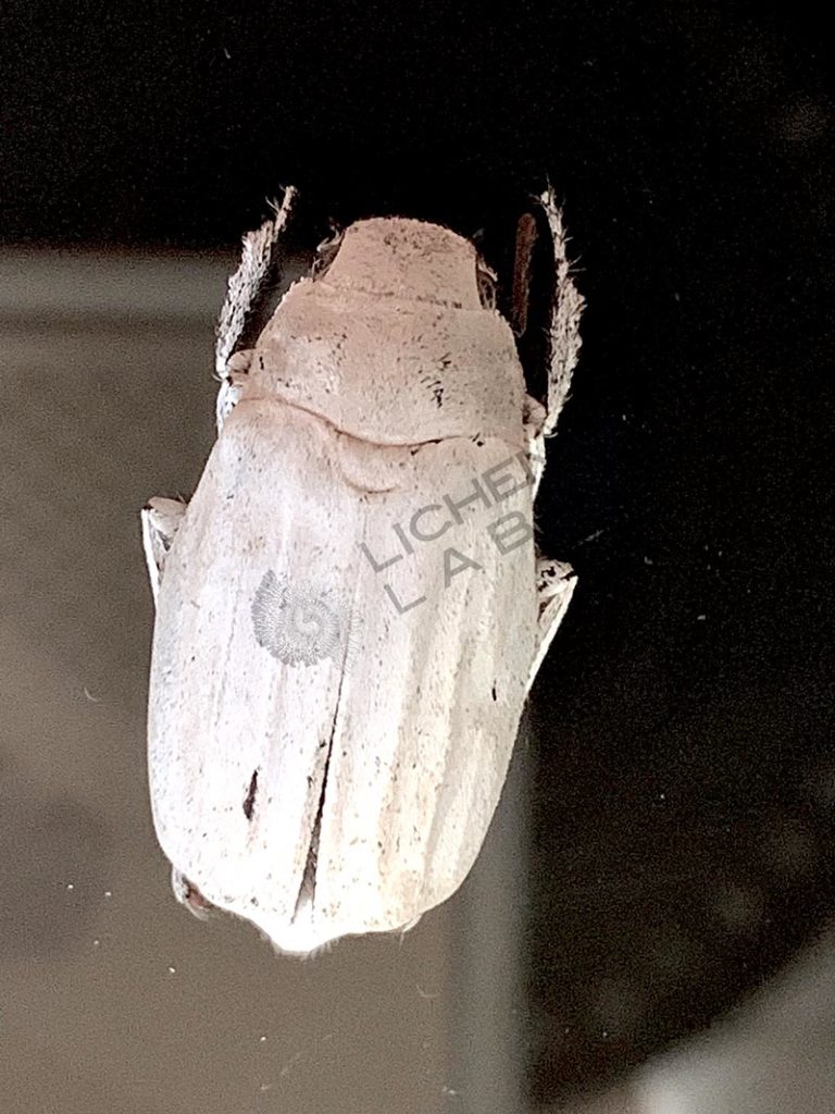 White Scarab Beetle - Lichen Labs