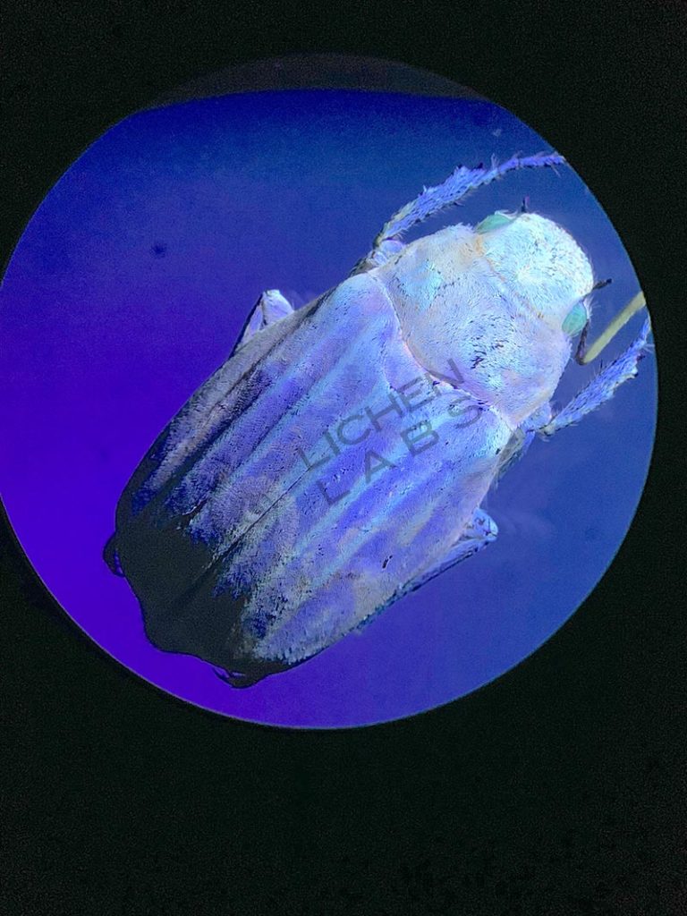 White Scarab Beetle - Lichen Labs